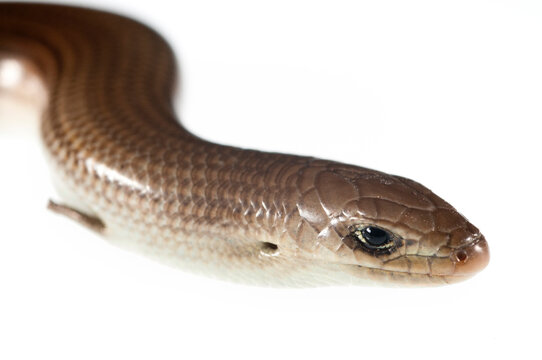 รูปภาพChalcides – เลือกดูภาพถ่ายสต็อก เวกเตอร์ และวิดีโอ6,444 | Adobe Stock
