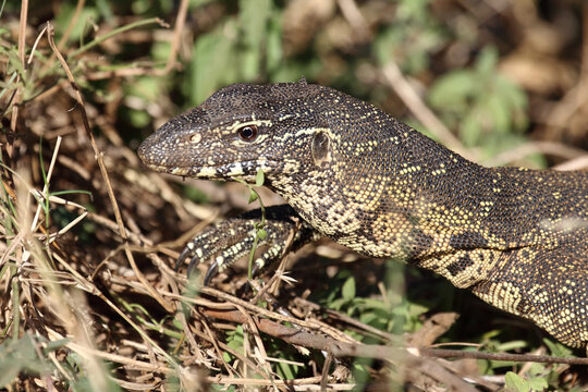 Warane bilder – Bläddra bland 204 stockfoton, vektorer och videor ...