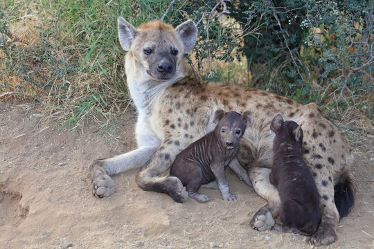 "Spotted Hyena" bilder – Bläddra bland 14,094 stockfoton, vektorer och ...