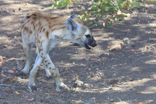 "Crocuta Crocuta" Images – Browse 11,605 Stock Photos, Vectors, and ...