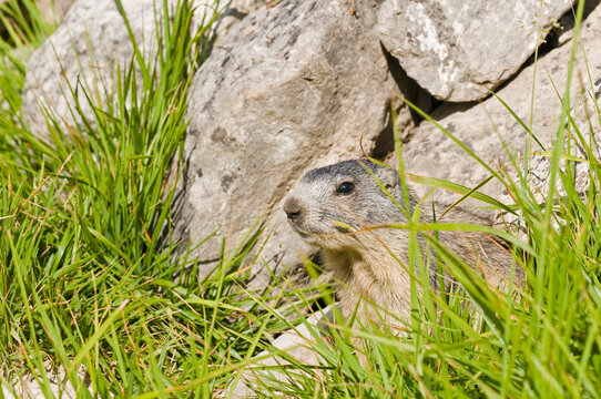 Marmota Images – Browse 39,440 Stock Photos, Vectors, and Video | Adobe ...