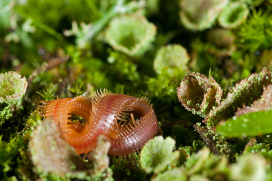 รูปภาพMiriapod – เลือกดูภาพถ่ายสต็อก เวกเตอร์ และวิดีโอ2,703 | Adobe Stock