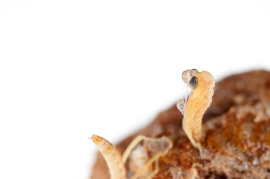 รูปภาพOotheca – เลือกดูภาพถ่ายสต็อก เวกเตอร์ และวิดีโอ588 | Adobe Stock