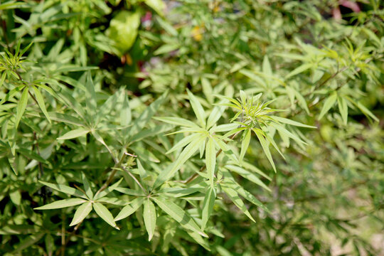 Liamba Imagens – Procure 3 fotos, vetores e vídeos | Adobe Stock