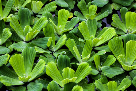 "Water Cabbage" Images – Browse 1,541 Stock Photos, Vectors, and Video ...