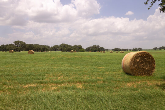 Zacate Images – Browse 57 Stock Photos, Vectors, and Video | Adobe Stock