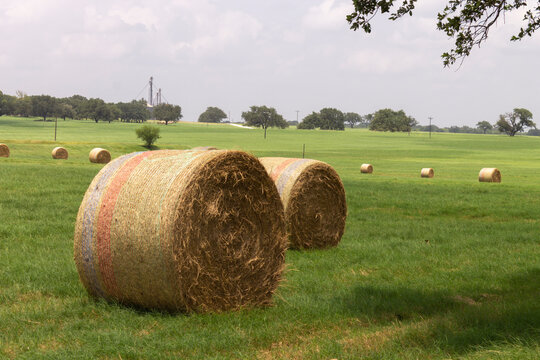 Zacate Images – Browse 57 Stock Photos, Vectors, and Video | Adobe Stock