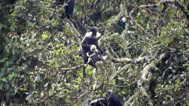 Apish Images – Browse 335 Stock Photos, Vectors, and Video | Adobe Stock