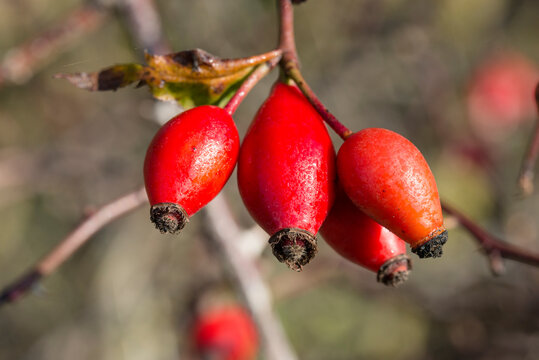 "Rosier Sauvage" Images – Browse 87 Stock Photos, Vectors, and Video ...