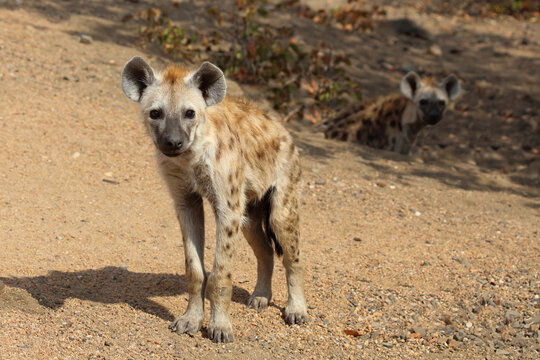 "Crocuta Crocuta" Images – Browse 11,605 Stock Photos, Vectors, and ...