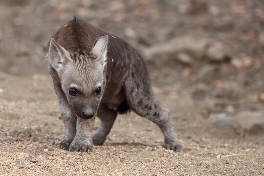 "Crocuta Crocuta" Images – Browse 11,605 Stock Photos, Vectors, and ...