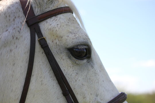 รูปภาพNez – เลือกดูภาพถ่ายสต็อก เวกเตอร์ และวิดีโอ9,701 | Adobe Stock