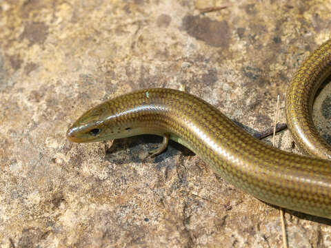 Chalcides Bilder – Durchsuchen 7,152 Archivfotos, Vektorgrafiken und ...