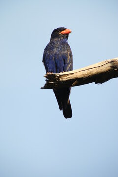 รูปภาพAzureus – เลือกดูภาพถ่ายสต็อก เวกเตอร์ และวิดีโอ416 | Adobe Stock