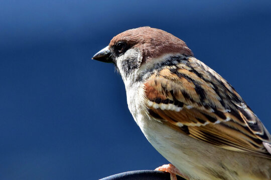 รูปภาพSperlinge – เลือกดูภาพถ่ายสต็อก เวกเตอร์ และวิดีโอ1,522 | Adobe Stock