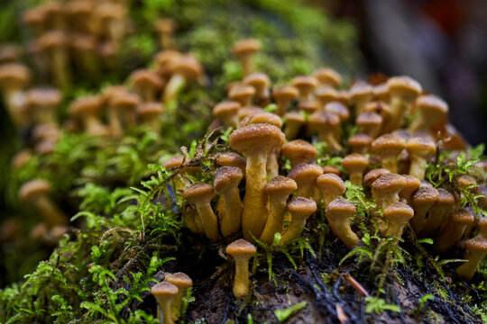 Imágenes de Saprofito: descubre bancos de fotos, ilustraciones ...