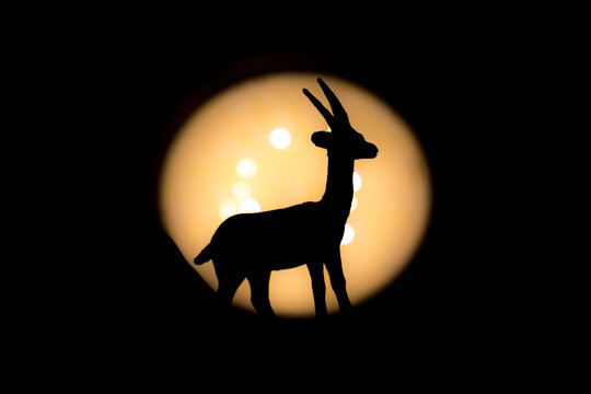 Chinkara Bilder – Durchsuchen 239 Archivfotos, Vektorgrafiken und ...