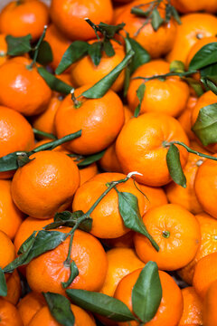 Oblat Images – Parcourir 816 le catalogue de photos, vecteurs et vidéos ...