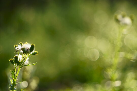 Alignment Nature Bilder – Durchsuchen 40,890 Archivfotos ...