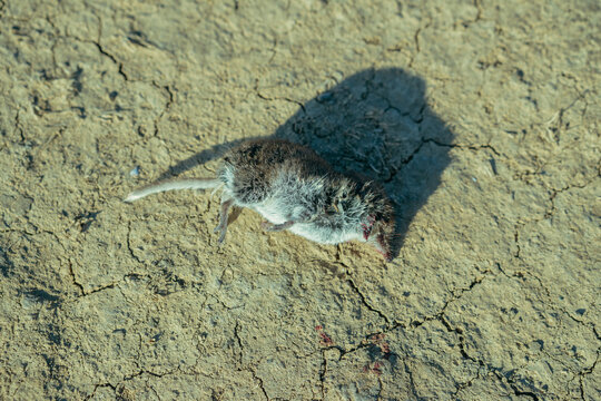 "Animal Corpse" Bilder – Durchsuchen 53 Archivfotos, Vektorgrafiken und ...