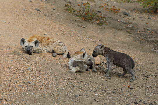 "Crocuta Crocuta" Images – Browse 11,605 Stock Photos, Vectors, and ...