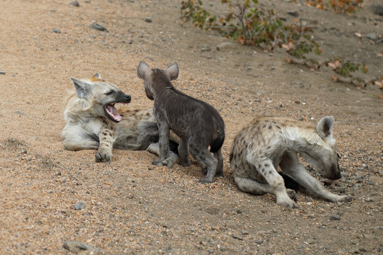 "Crocuta Crocuta" Images – Browse 11,605 Stock Photos, Vectors, and ...