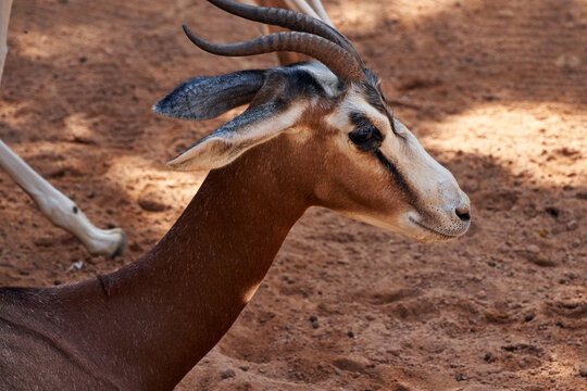 รูปภาพAddra – เลือกดูภาพถ่ายสต็อก เวกเตอร์ และวิดีโอ493 | Adobe Stock