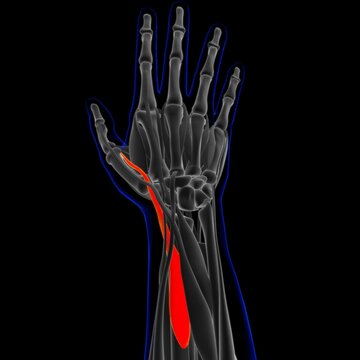 Extensor Pollicis Brevis Muscle