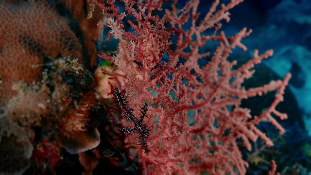 Crinoiden Bilder – Durchsuchen 3,204 Archivfotos, Vektorgrafiken und ...