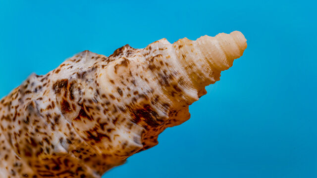 Konche-Bilder: Stock-Fotos & -Videos. | Adobe Stock
