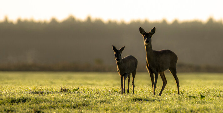 Chevreuils Images – Browse 400 Stock Photos, Vectors, and Video | Adobe ...