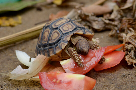 Baby Turtle Eating A Tomato