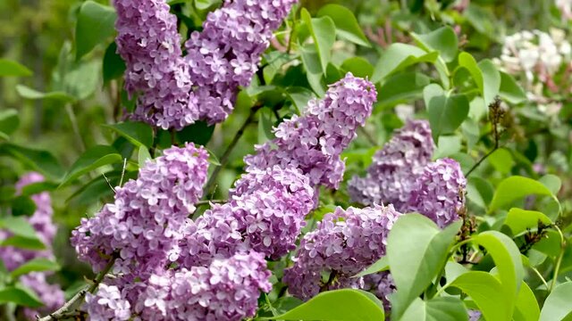 Busch Video Footage – Browse 1,865 HD Stock Video and Footage | Adobe Stock