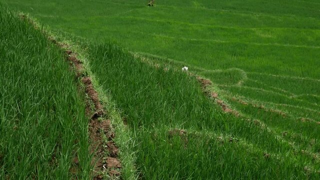 "Paddy Leaf" Bilder – Durchsuchen 454 Archivfotos, Vektorgrafiken und ...
