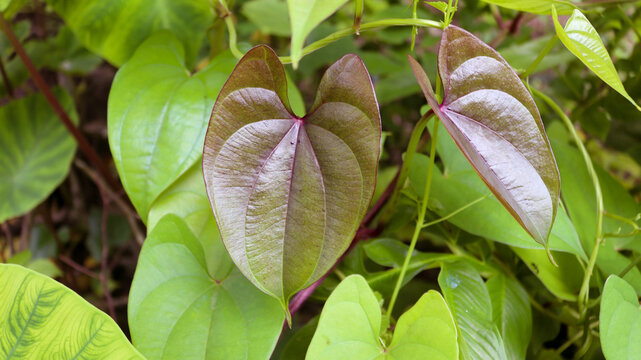 Dioscoreaceae Imagens – Procure 231 fotos, vetores e vídeos | Adobe Stock