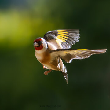 "En Vol" Images – Browse 4,141 Stock Photos, Vectors, and Video | Adobe ...