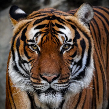 "Eigentliche Grosskatzen" Images – Browse 1,024 Stock Photos, Vectors ...