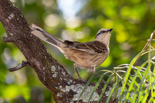 Sabia-Do-Campo Images – Browse 61 Stock Photos, Vectors, and Video ...