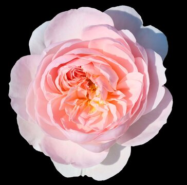 "Rose Isolated" Bilder – Durchsuchen 990 Archivfotos, Vektorgrafiken ...