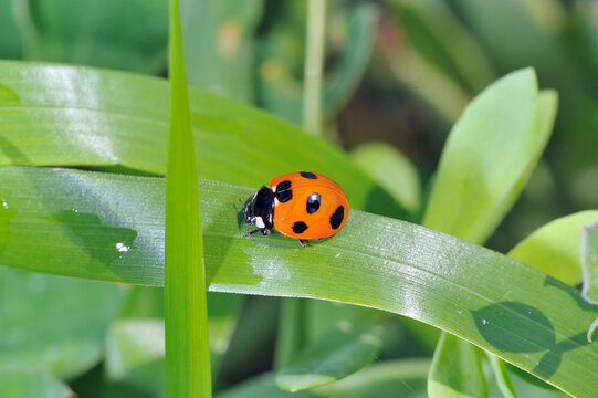 "Seven-Spotted Ladybug" Images – Browse 4,081 Stock Photos, Vectors ...
