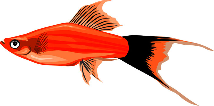 Swordtail bilder – Bläddra bland 2,721 stockfoton, vektorer och videor ...