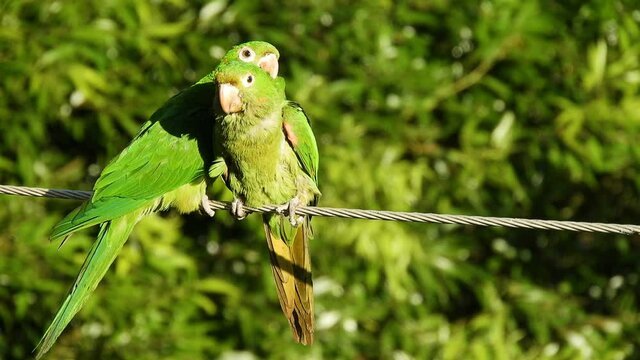 Maritaca Images – Browse 422 Stock Photos, Vectors, and Video | Adobe Stock