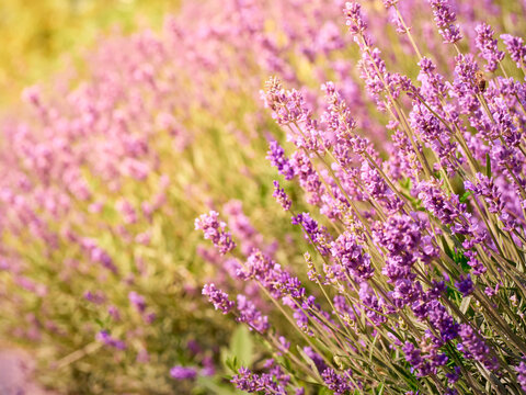 "Lavender Background" Images – Browse 1,899 Stock Photos, Vectors, and ...