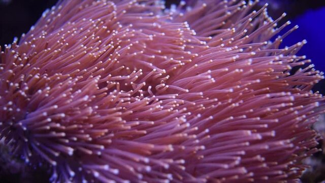 Coral Close Up Images – Browse 46,382 Stock Photos, Vectors, and Video ...