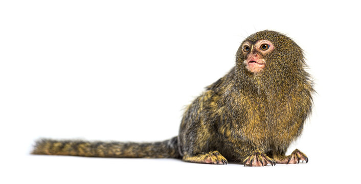 รูปภาพCebuella – เลือกดูภาพถ่ายสต็อก เวกเตอร์ และวิดีโอ334 | Adobe Stock