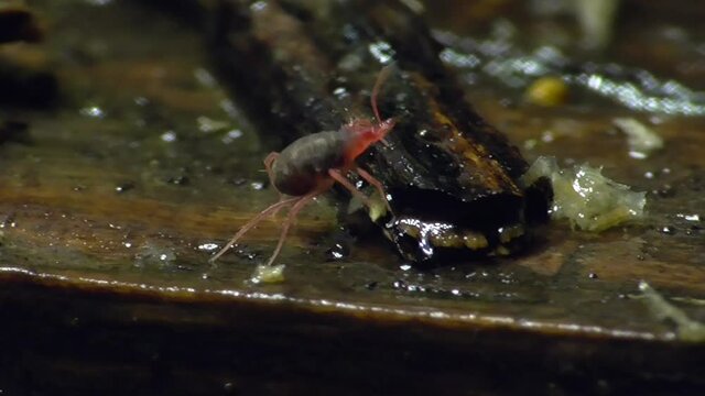 Milbe Bilder – Durchsuchen 29,156 Archivfotos, Vektorgrafiken und ...