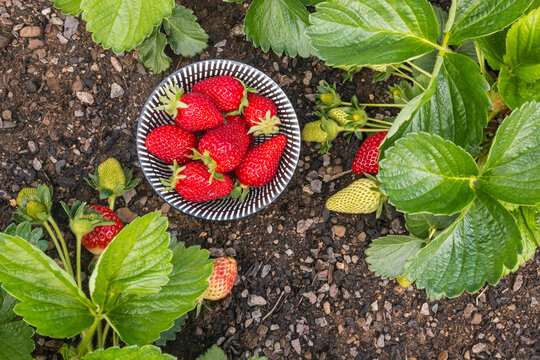 "Strawberry Patch" Images – Browse 159 Stock Photos, Vectors, and Video ...