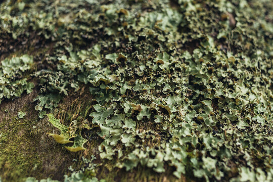 Zakan Bilder – Durchsuchen 135 Archivfotos, Vektorgrafiken und Videos ...