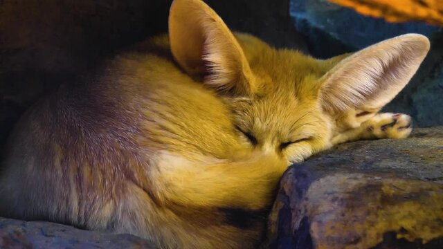 Fennec Bilder – Durchsuchen 4,882 Archivfotos, Vektorgrafiken und ...