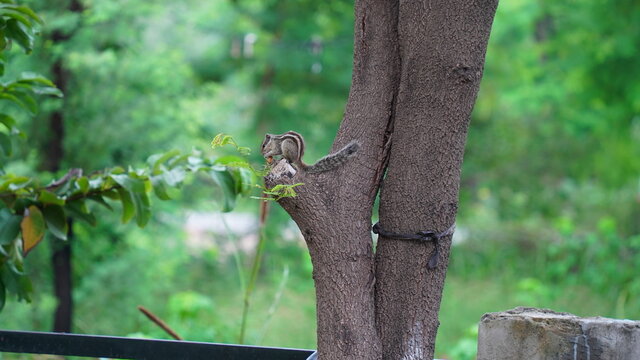 รูปภาพGilhari – เลือกดูภาพถ่ายสต็อก เวกเตอร์ และวิดีโอ9 | Adobe Stock